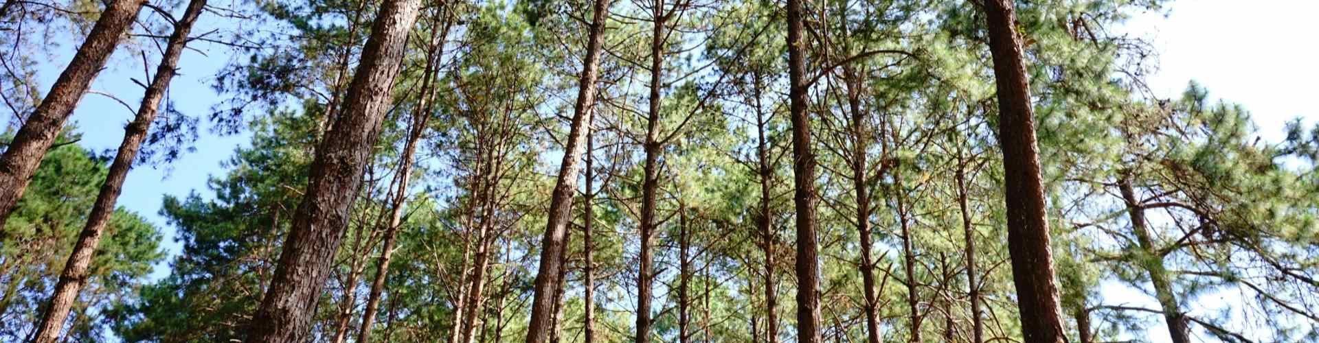 Luberon’s Cedar Forest - Blog