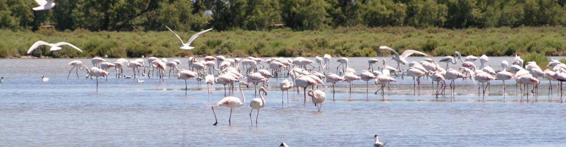 A la découverte de l'îlot des flamants roses en Camargue - Blog